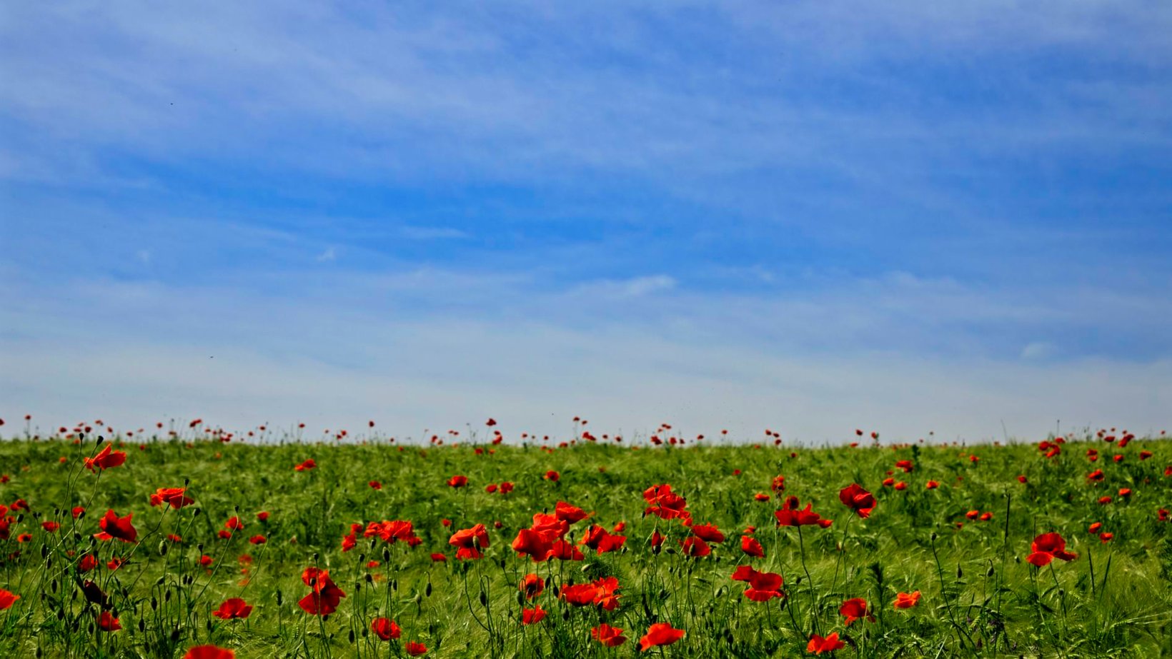 Mohnfeld - https://czoczo.de