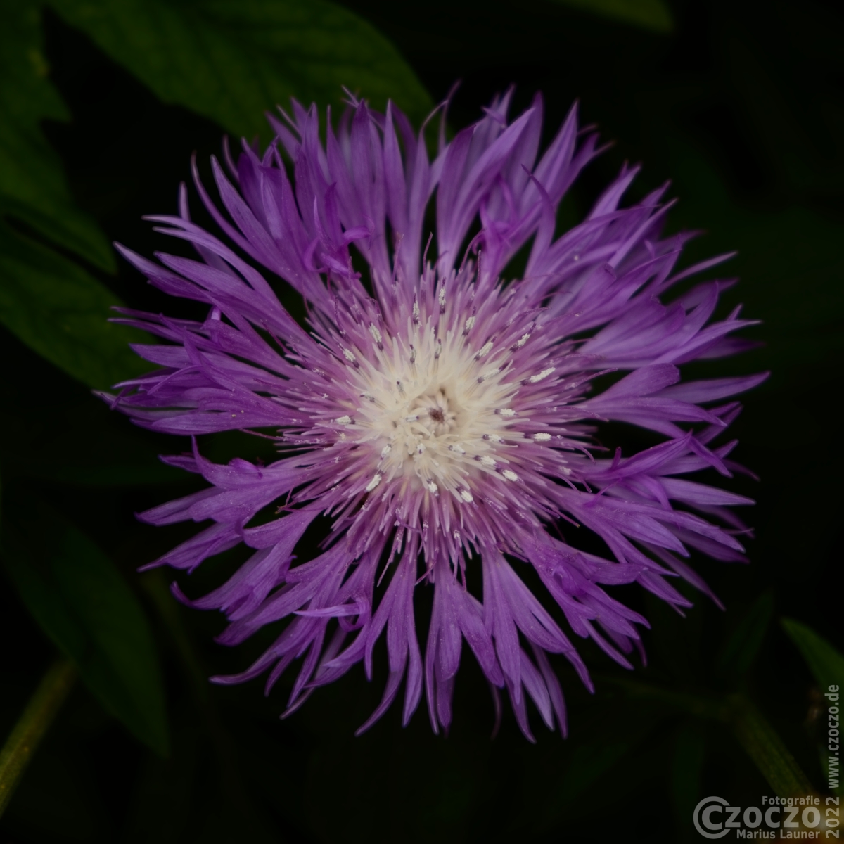 Ohne Titel - https://czoczo.de