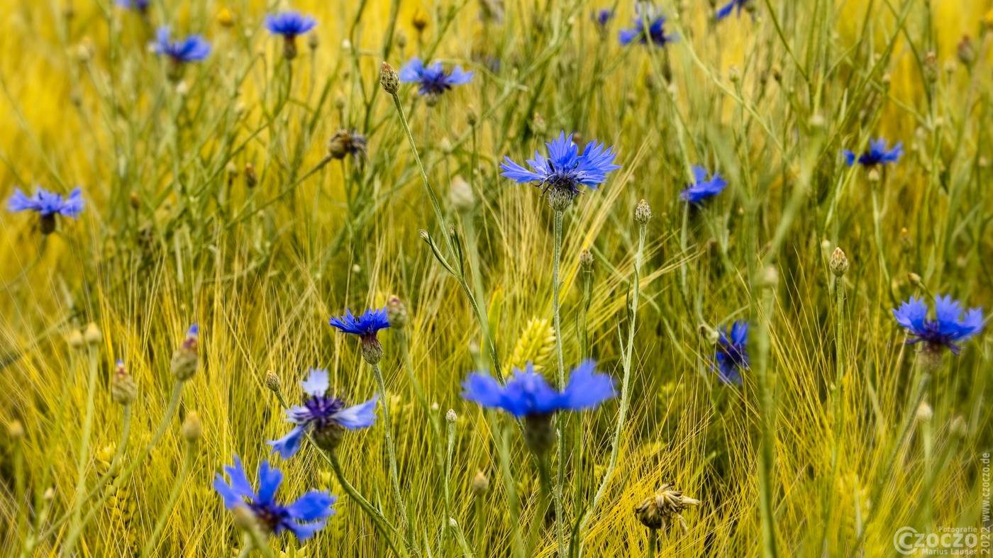 Feldblumen - https://czoczo.de