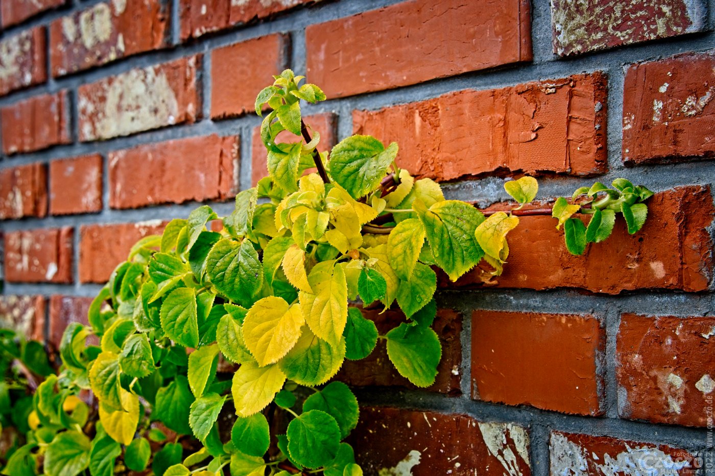 Übernomen - https://czoczo.de