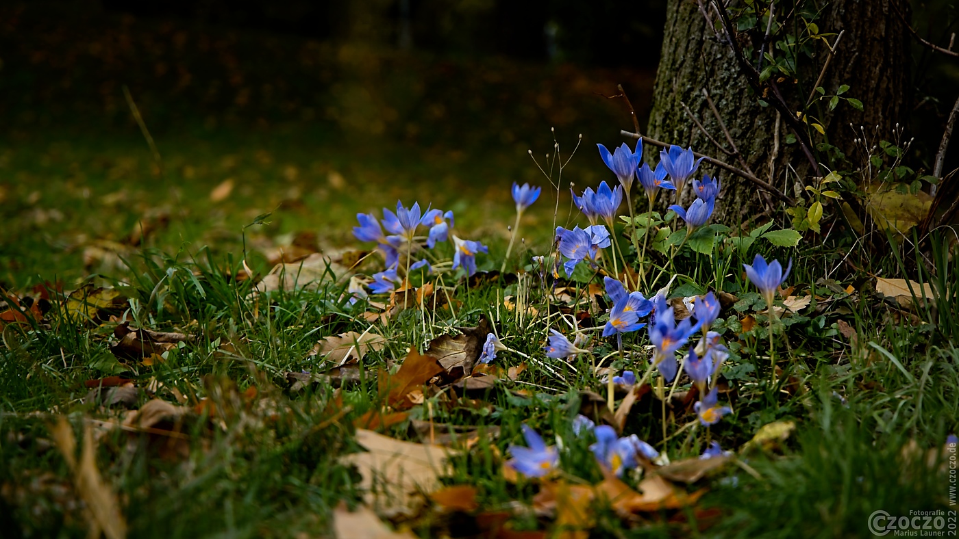 Frühling im Oktober - https://czoczo.de